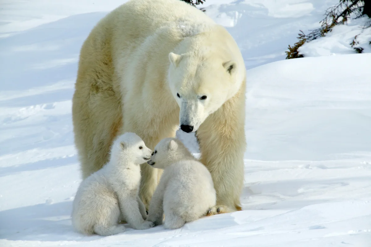The Polar Bear Principle: Why External Wall Insulation Works Like ...